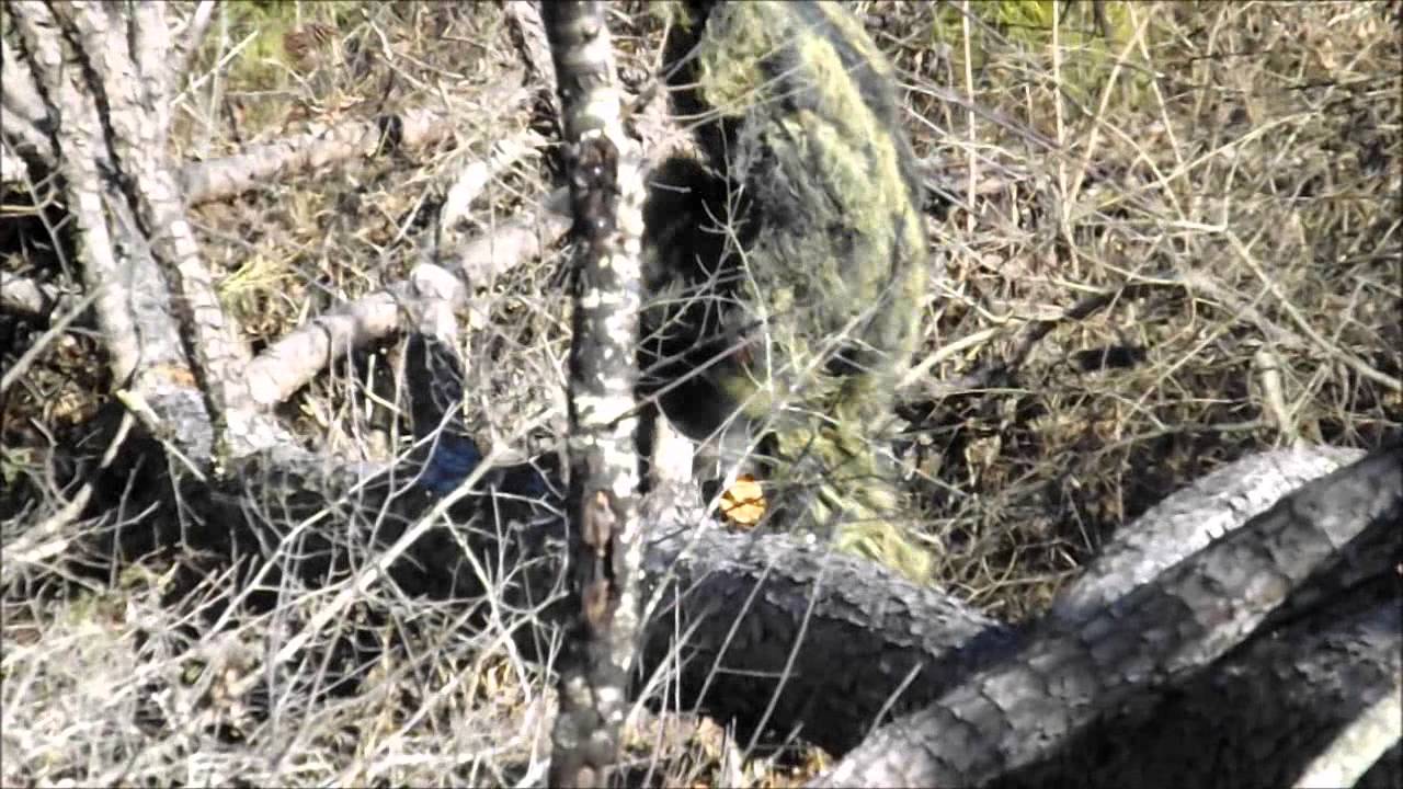 Bigfoot: CAUGHT ON TAPE (REAL NORTH CAROLINA FOOTAGE 2013) - YouTube