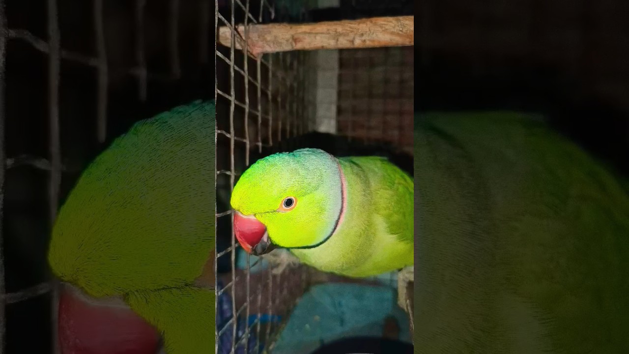 new parrot shorts 🥀 🦜🌹#short #shorts #youtubeshorts #shortvideo # ...