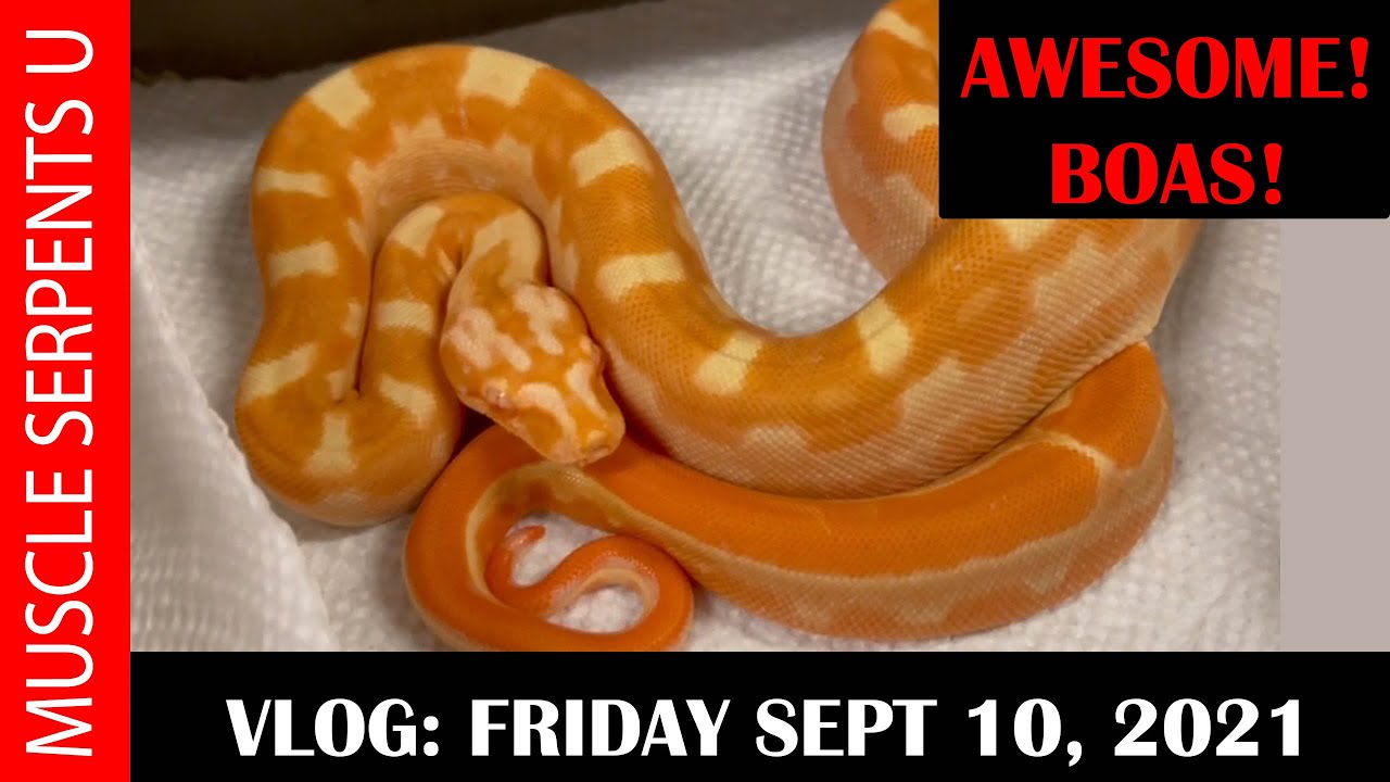 UNIQUE BOAS & SCALELESS ALBINO BALL PYTHON CLUTCH! 9-10-21 - YouTube