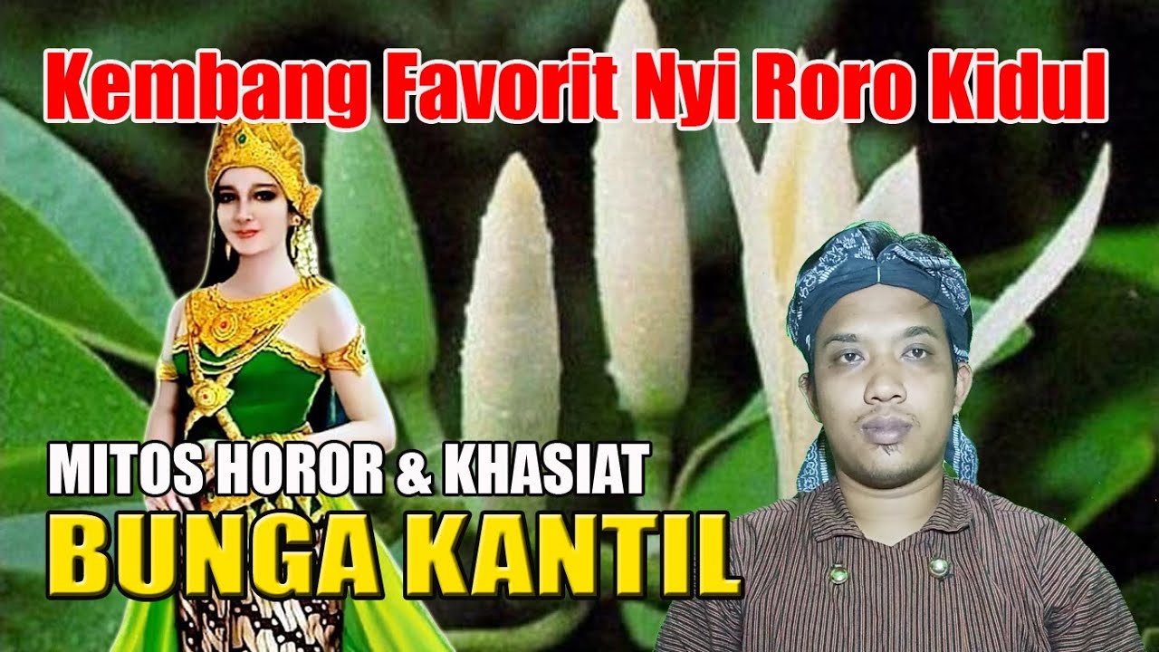 HOROR !! MITOS KHASIAT KEMBANG KANTIL || BUNGA FAVORIT NYI RORO KIDUL ...