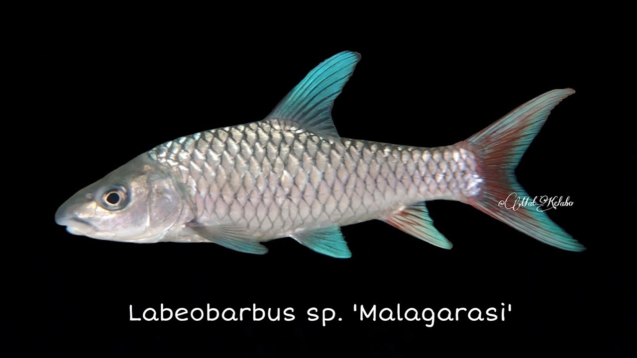 Labeobarbus sp. 'Malagarasi' @ Rainbow Yellowfish (Tanzania) - YouTube