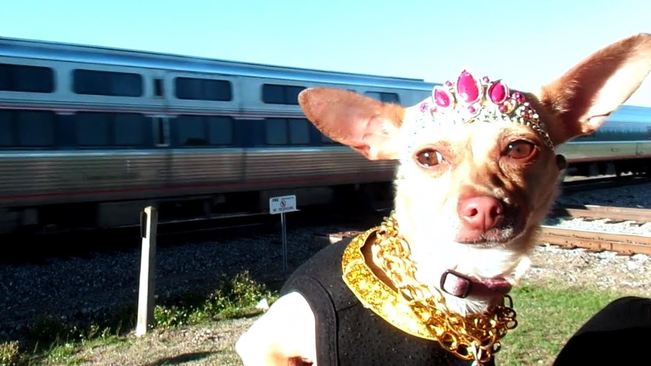 Amtrak Train Security Dog - YouTube