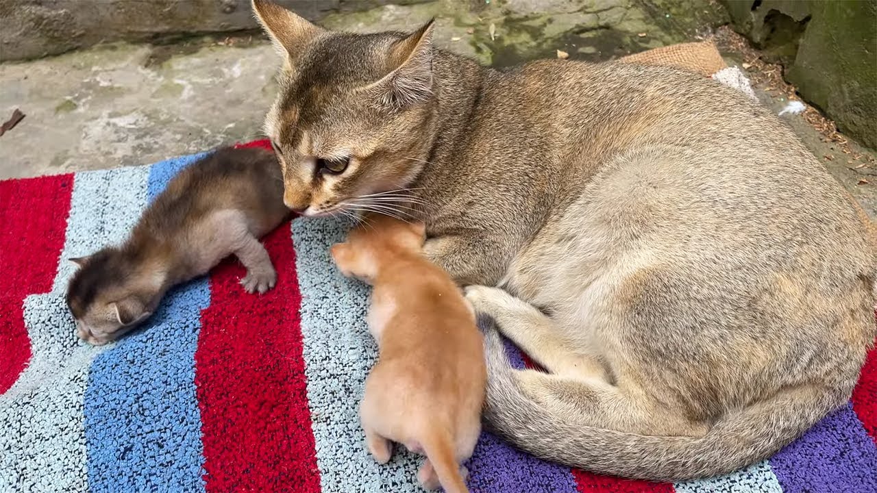 The Mother Cat Loves her Kitten is Very Strongly - YouTube