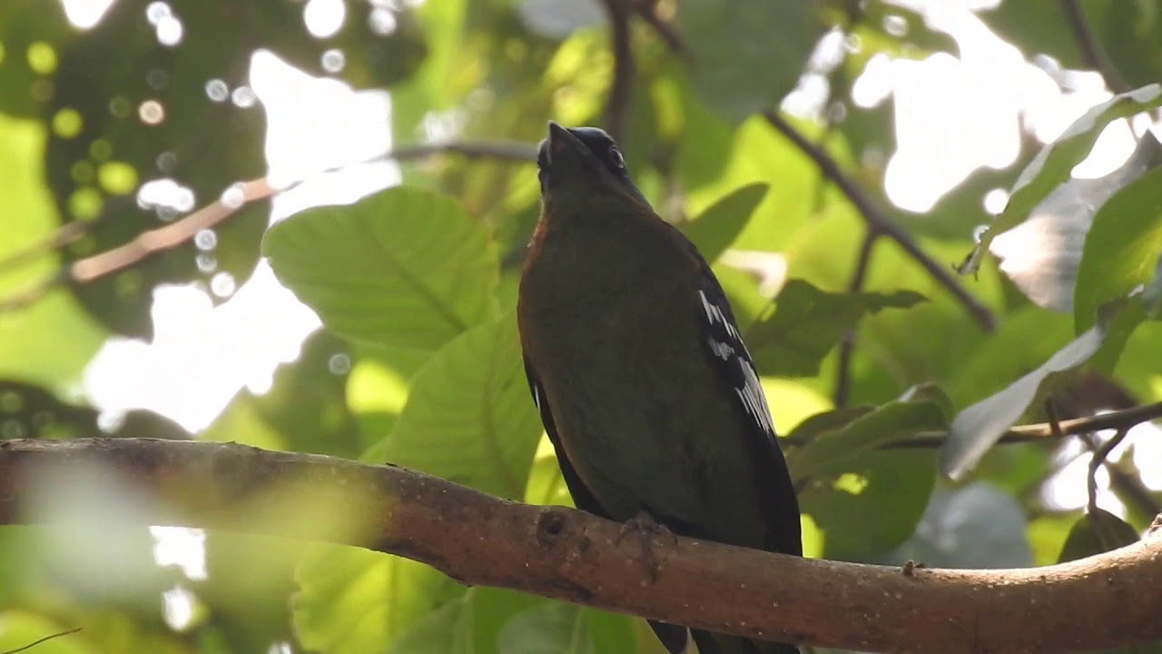 นกปีกแพรสีเขียว / Green Cochoa (Cochoa viridis) - YouTube