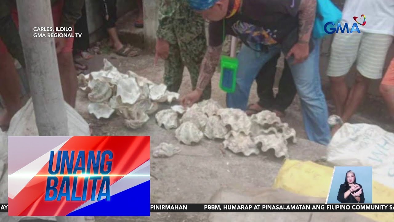 P2.4M halaga ng giant clams o taklobo, nakumpiska | Unang Hirit - YouTube