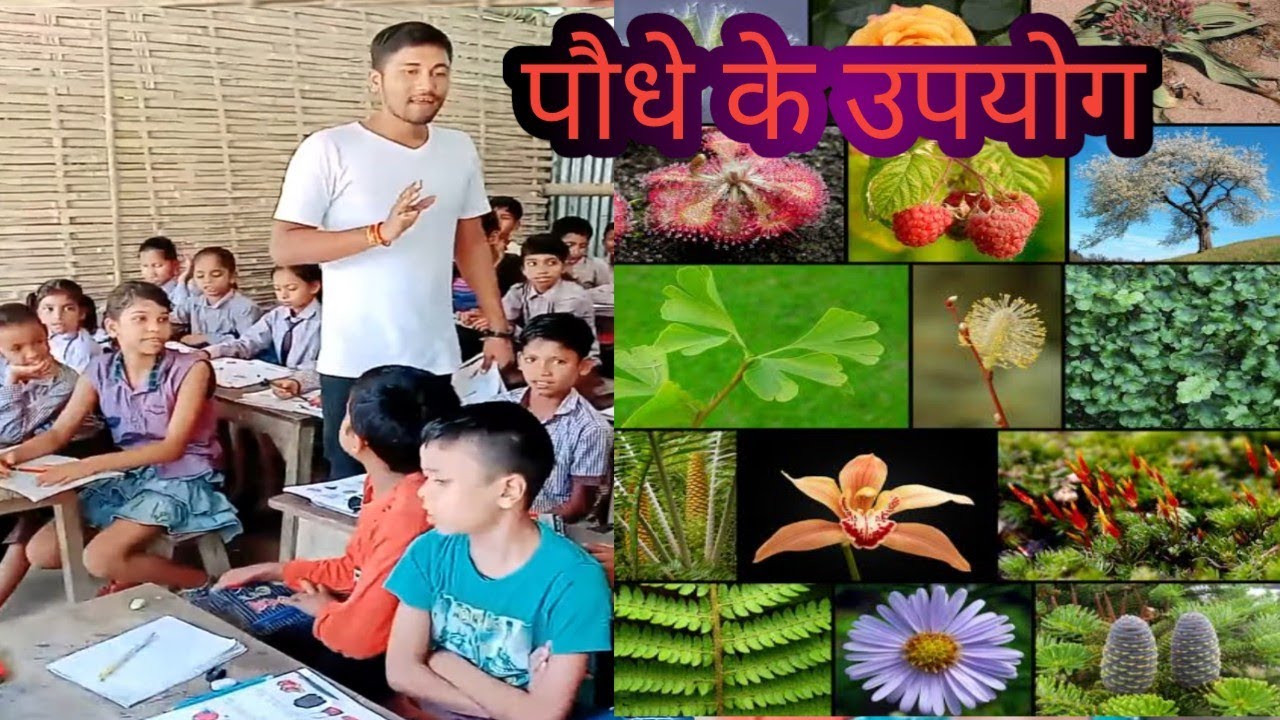 Uses Of Plants Class 2 kamleshGS plants classroom Uses Of Plants Class 2 kamleshGS plants classroom