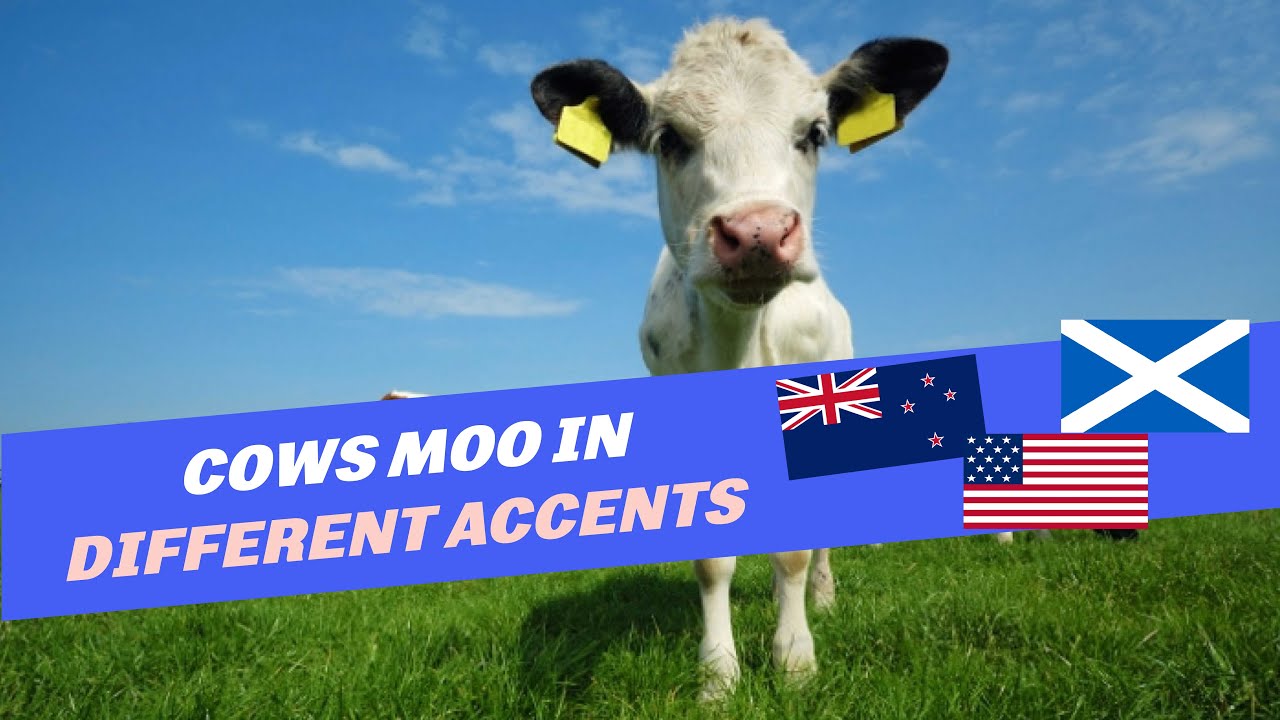 We tried to guess where different cows are from based on their "moo ...