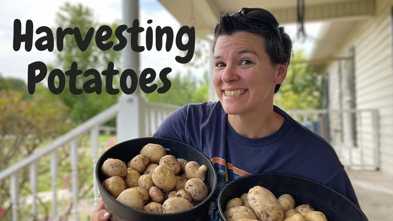 Harvesting Potatoes! How and Why to Cure Potatoes - YouTube
