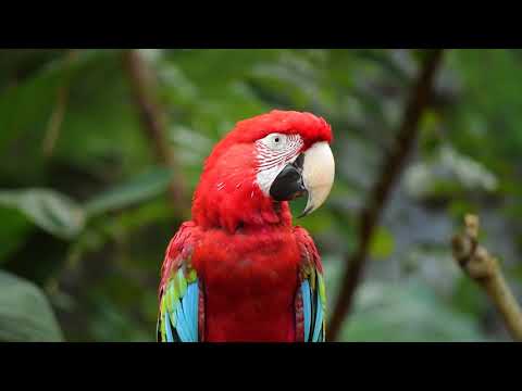 10 hours of tropical birds sounds - A beautiful parrot - Exotic birds songs for relax