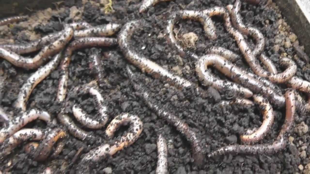 Blog: Herstellen einer Wurmfarm Teil 2 - YouTube