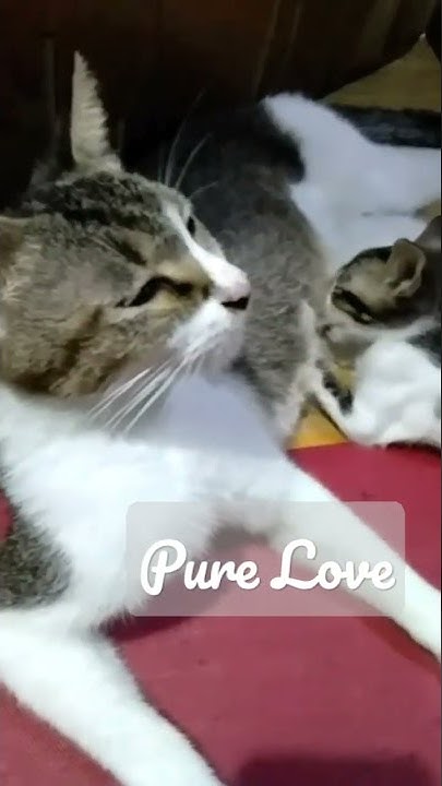 Pure Love - YouTube