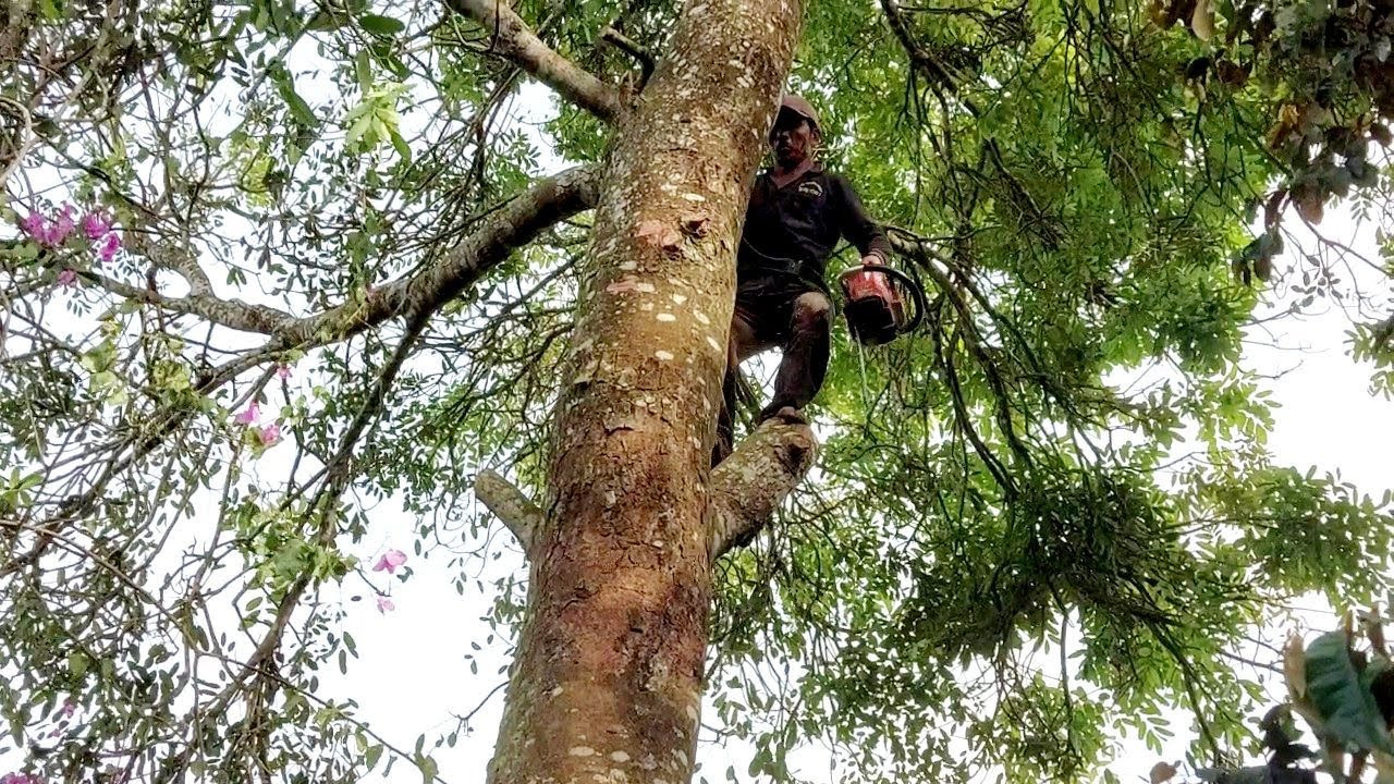Saw Super Giant Conch Tree Near Home / Cưa Cây Xà Cừ Siêu Khủng Gần Nhà ...