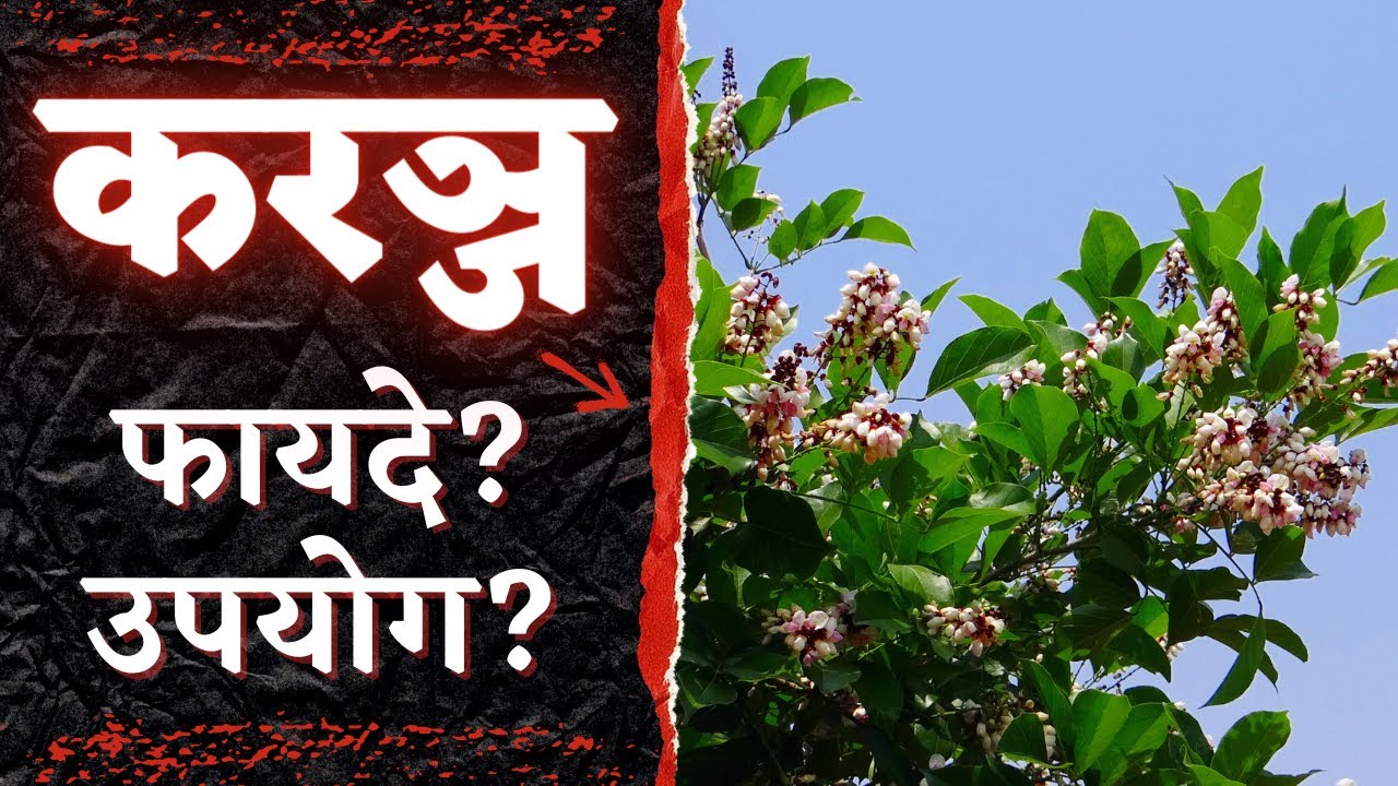 karanj oil for skin | indian beech tree | pongamia glabra | pongamia ...