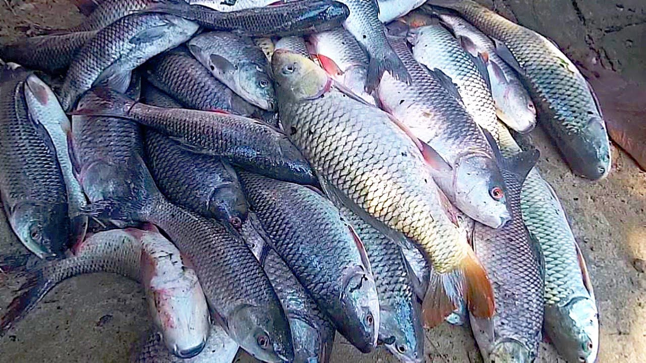 Traditional Cast Net Fishing In Village Pond-Catching Lot Of Big Rui ...