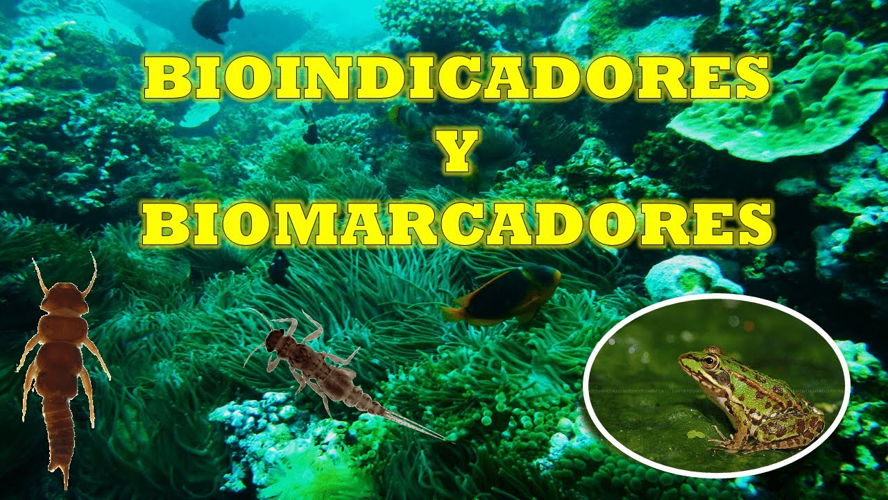 BIOINDICADORES Y BIOMARCADORES - YouTube