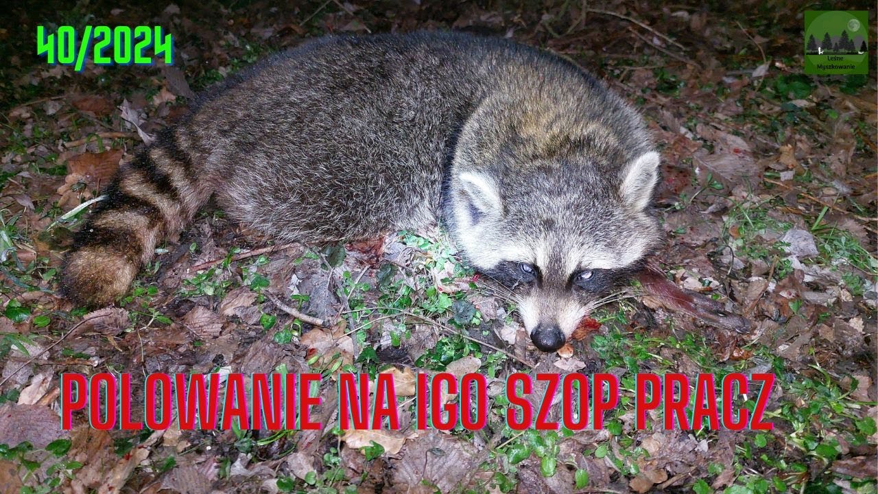 LEŚNE MYSZKOWANIE- 40/2024 Polowanie na IGO Szop pracz - YouTube