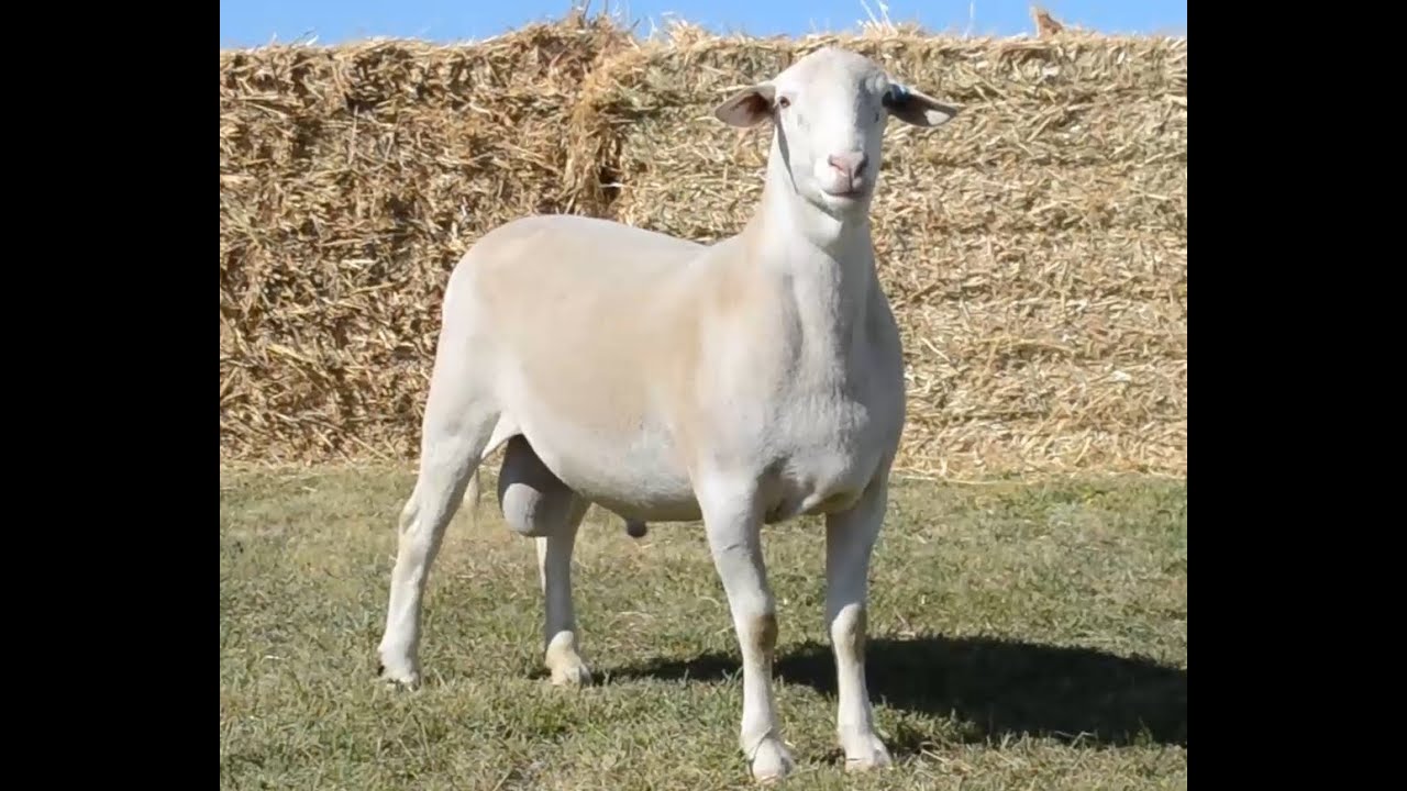 Lot 14 230755 - Special Stud Sire - YouTube