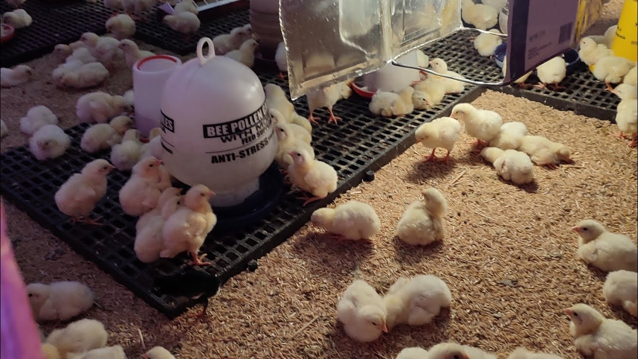 Brooding Preparation for 45 days Broiler Production - YouTube