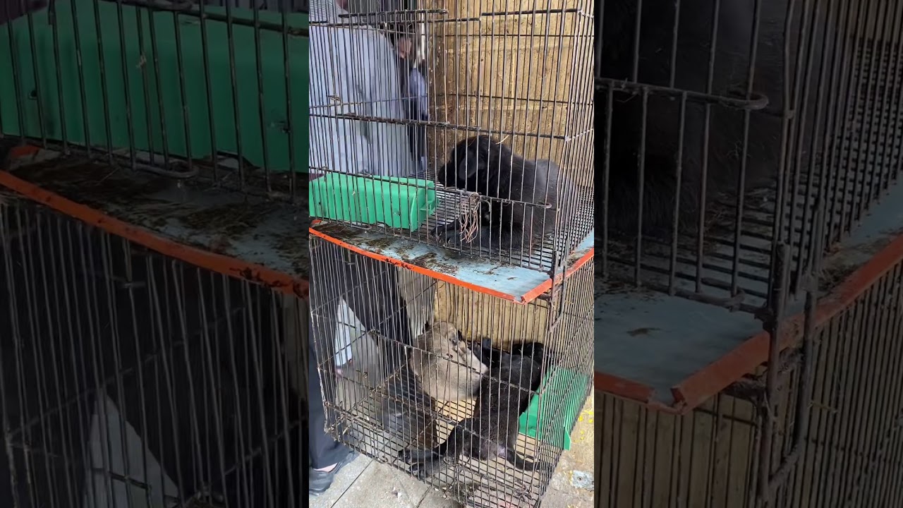 One of the world’s most disgusting markets located in Lahore, Pakistan ...