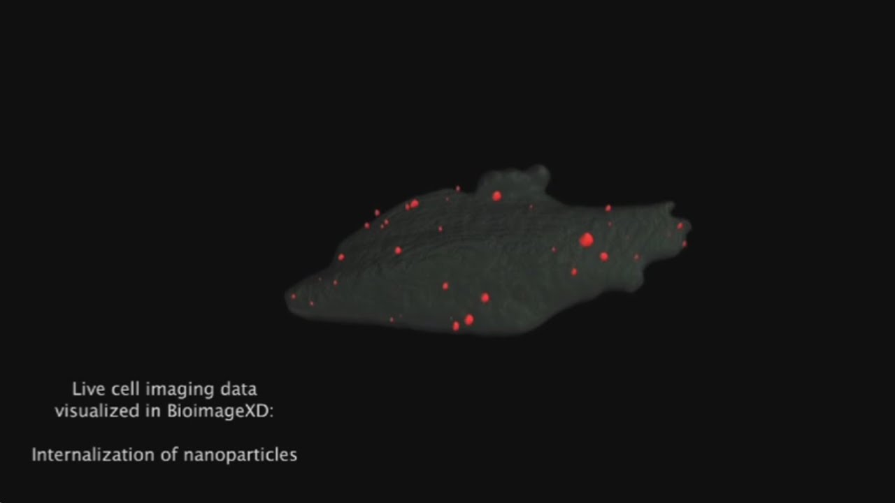 BIMA2015 BioimageXD software - YouTube