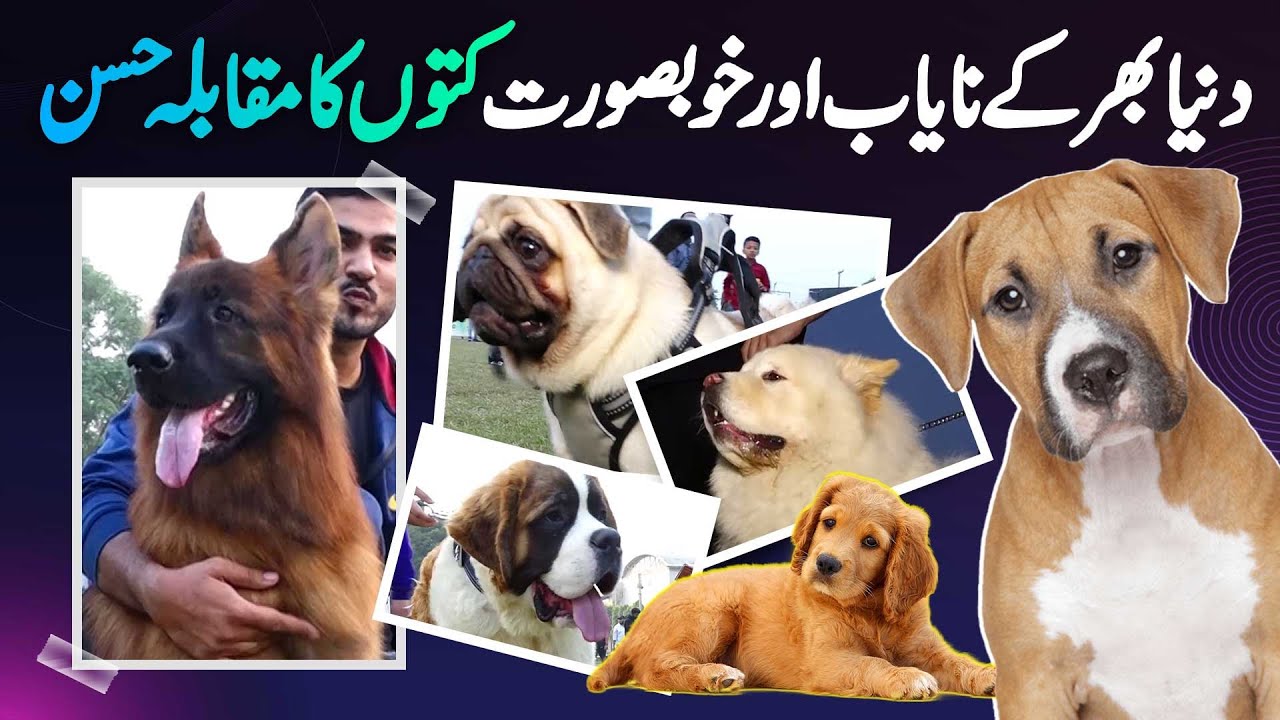 Beautiful Dog Show in Lahore & Beauty Contest of Dogs - YouTube