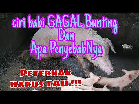 Ciri Babi Bunting dan Gagal KAWIN/ HAMIL , Penyebab gagal bunting , Peternakan Babi Di Bali