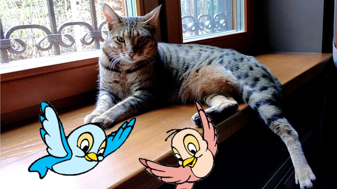 Cats Chattering at Bird! - YouTube