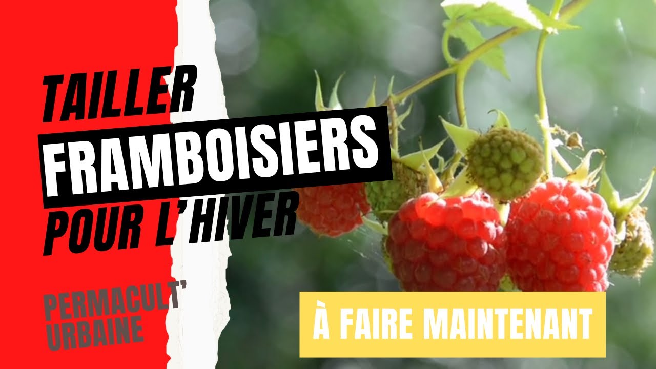 Au Potager Faire Lentretien La Taille De Ses Framboisiers Prune
