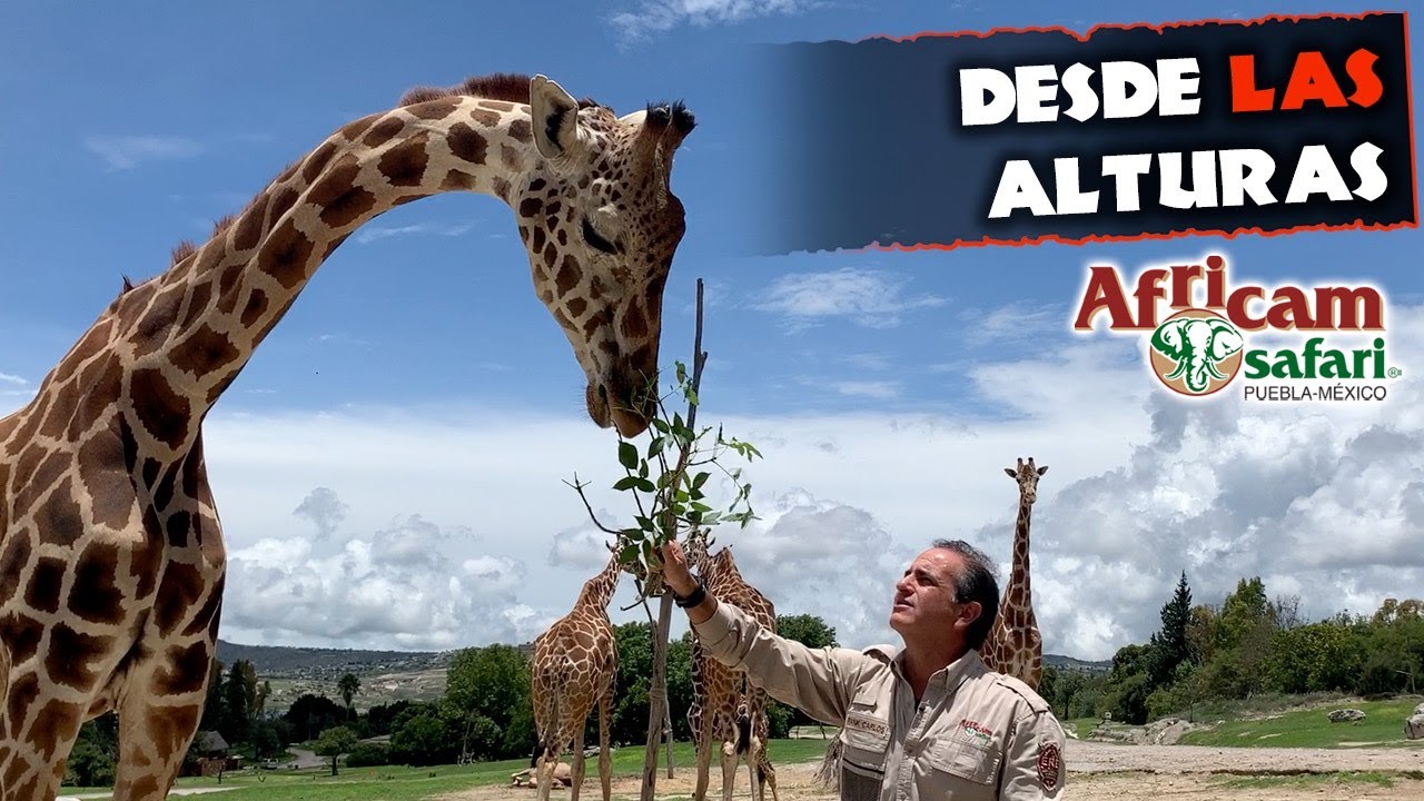 Desde las Alturas: En vivo con Jirafas y Frank Carlos Camacho desde ...