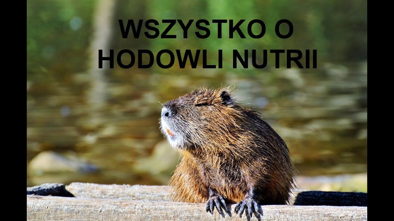 -20- ZWIERZĘTA GOSPODARSKIE: WSZYSTKO O HODOWLI NUTRII, OPŁACALNOŚĆ ...