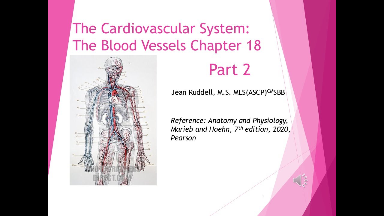 Chapter 18 Part 2 Blood Vessels - YouTube