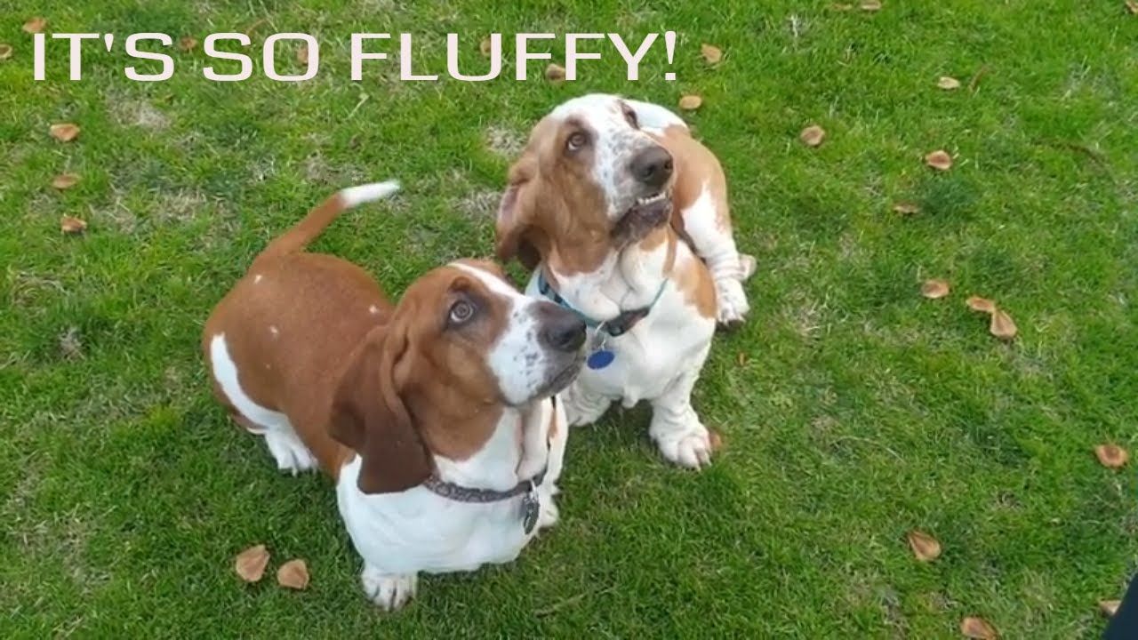 Basset Hounds meet fluffy white puppy - YouTube