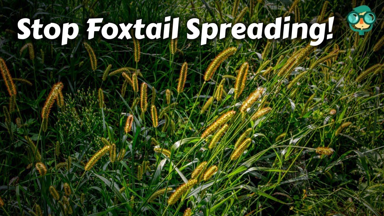 How to Get Rid of Foxtails in Pasture || How to eliminate foxtails || Foxtail Weed Control ...