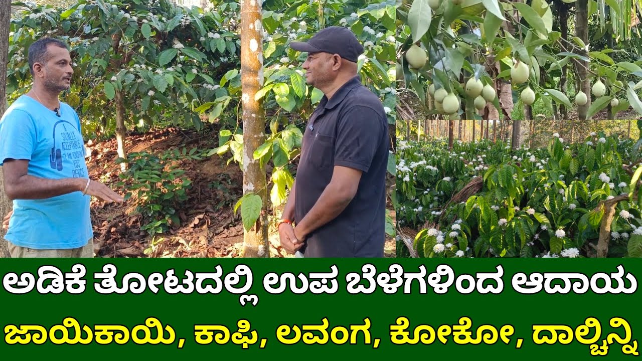 ಅಡಿಕೆ ತೋಟದಲ್ಲಿ ಉಪ ಬೆಳೆಗಳಿಂದ ಆದಾಯ | ಜಾಯಿಕಾಯಿ, ಕಾಫಿ, ಲವಂಗ, ಕೋಕೋ ...