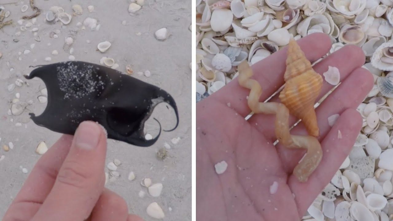 Shelling at the shell piles! Beachcombing for shells at Tarpon Bay ...