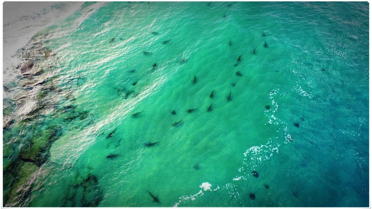 כרישים בישראל - Sharks in Israel - 2017 - YouTube