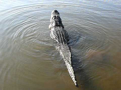 Alligator Mating Call - YouTube