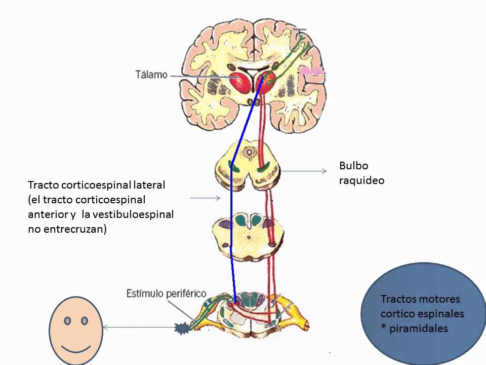 via eferente ulises - YouTube