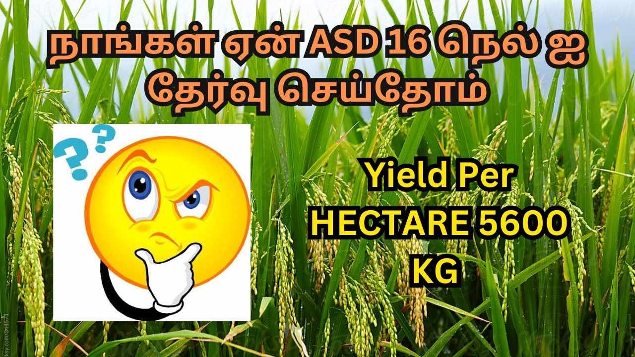 High Yield Paddy Short Duration Paddy#tamil #thanjavur #cuddalore # ...
