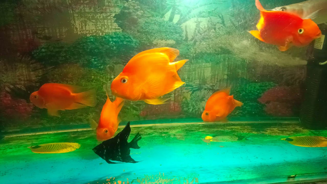 HOW TO CARE || YOUR FISH IN YOUR HOME🙏🙏 - YouTube