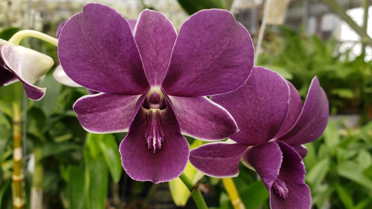 SUNDANCE NURSERY VISIT. October 24, 2020 - YouTube