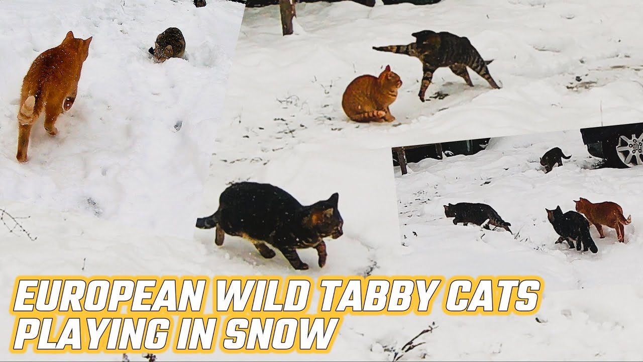 EUROPEAN WILD TABBY CATS PLAYING IN THE SNOW - YouTube