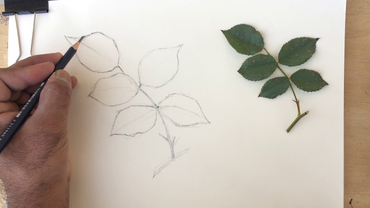 How to Draw Rose leaf | Leaf Sketching | Live Drawing | Pencil Drawing ...