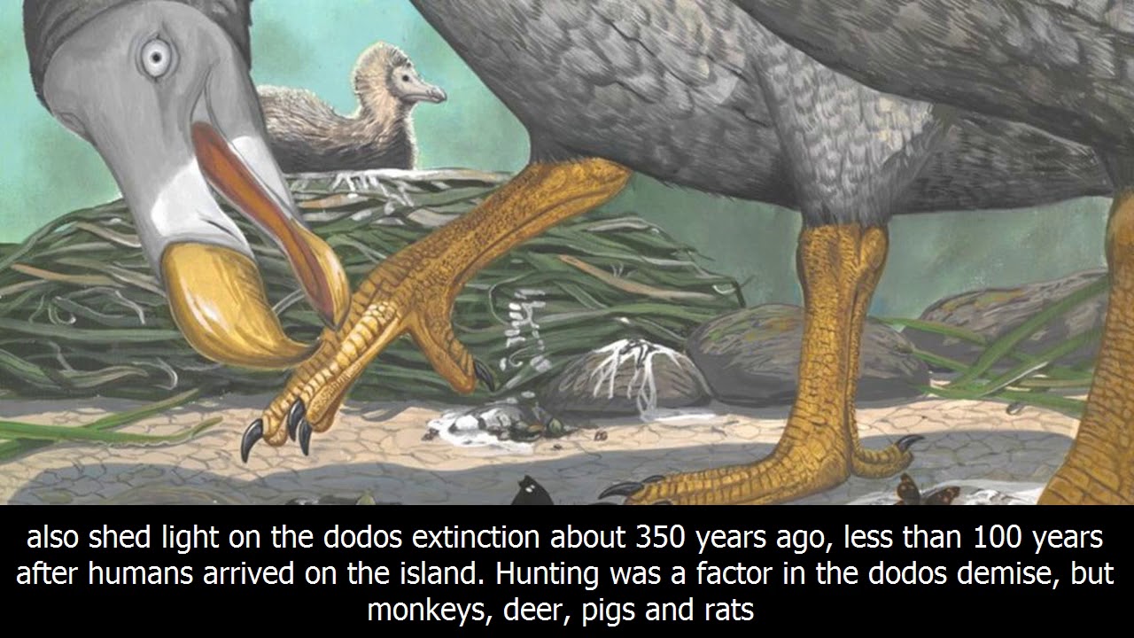 Secret life of the dodo revealed - bbc news - YouTube