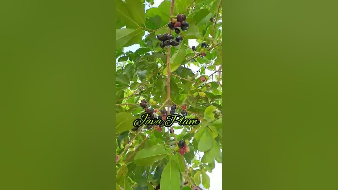Java Plum Or Lomboy ,Duhat #Shorts - YouTube