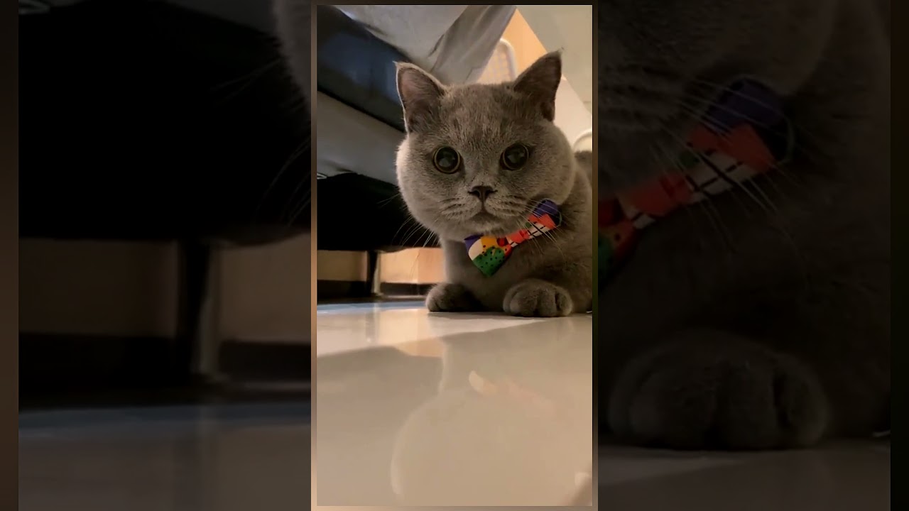 Funny Cat Videos 142 #shorts - YouTube