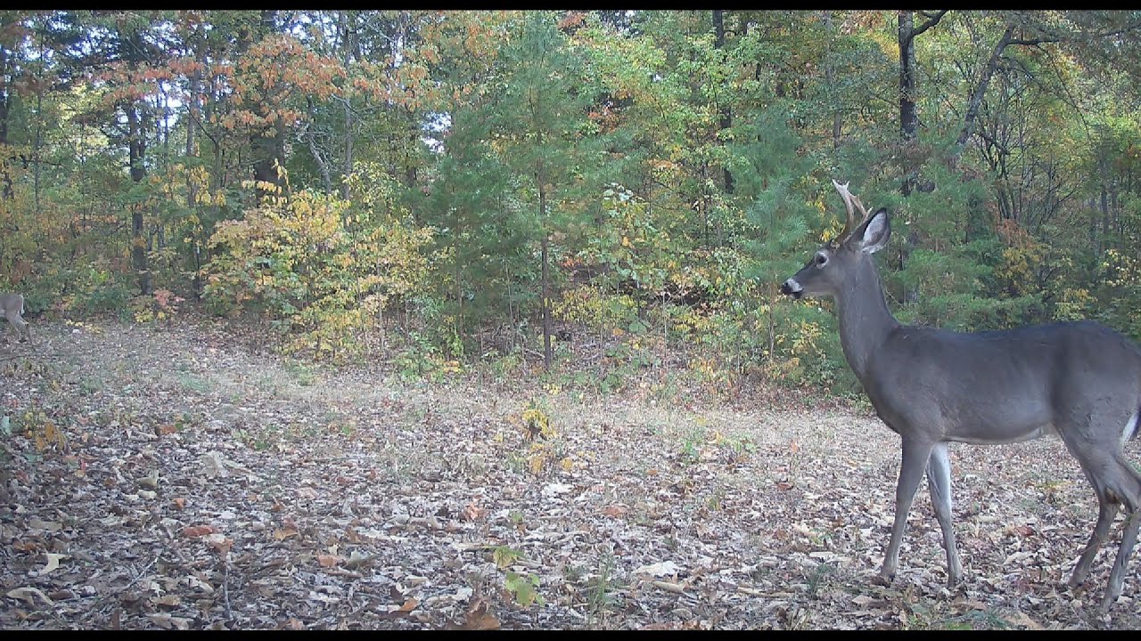 Wild Life! Animals in their natural habitat. Deer, coyotes, racoon, fox ...