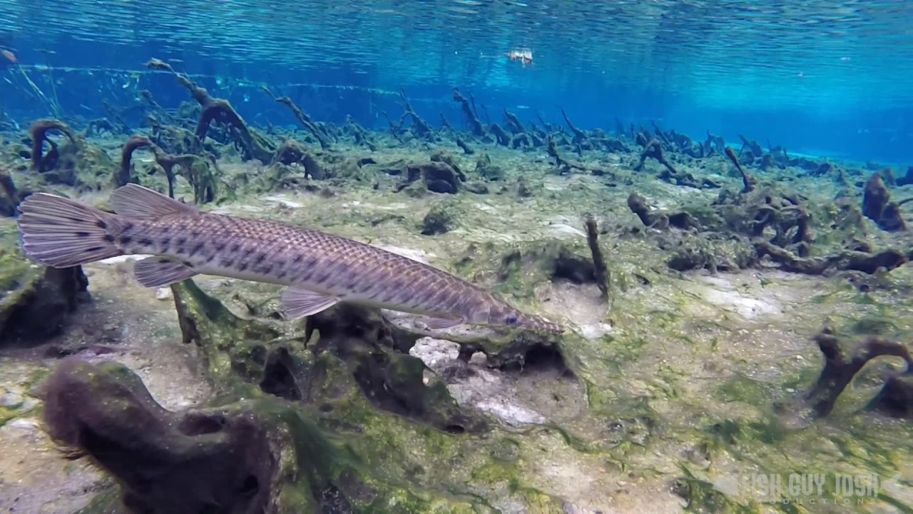 Florida Gar Encounter - YouTube