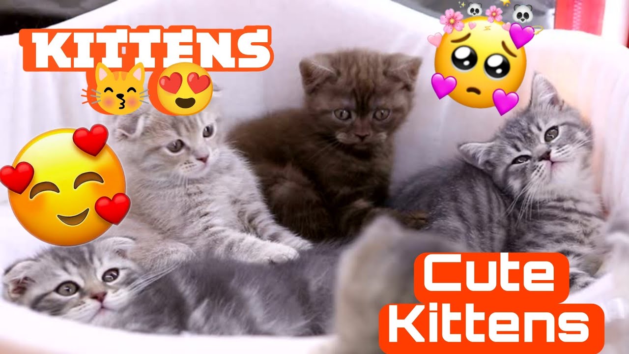 Cute Little Kittens Compilation #cat @Perfectkitty2 - YouTube