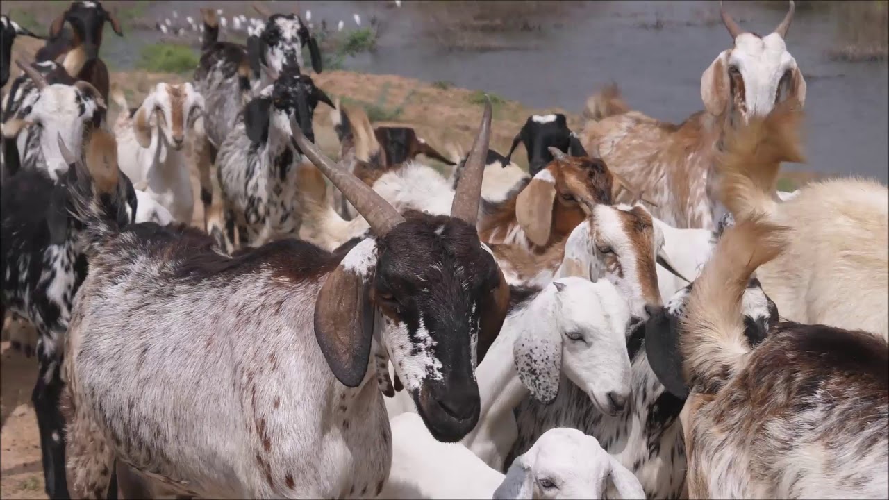 GHOST OR GOAT PILGRIMAGE TO THE CREATOR - YouTube